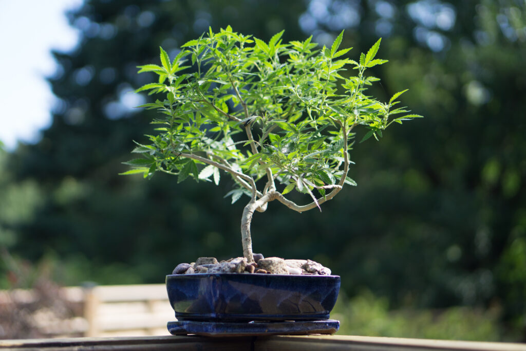 How to Make a Beautiful Cannabis Bonsai - GrowDoctor Guides