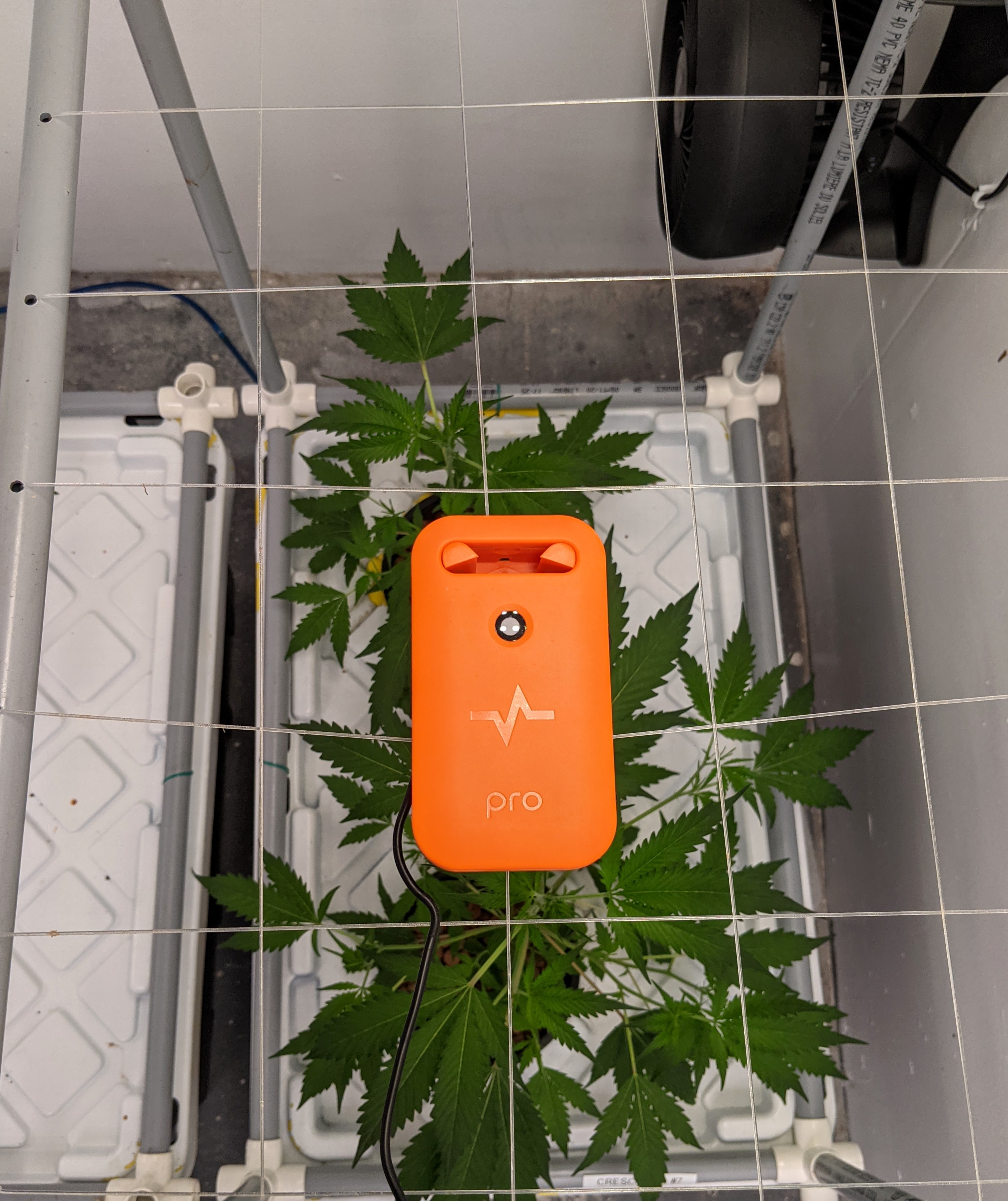 Why You Need The Pulse Pro Full Review GrowDoctor Guides Why You Need The Pulse Pro Full Review GrowDoctor Guides
